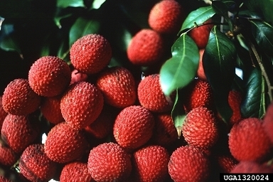 הונג לונג - Hung Long