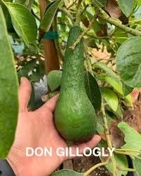 Don Gillogly